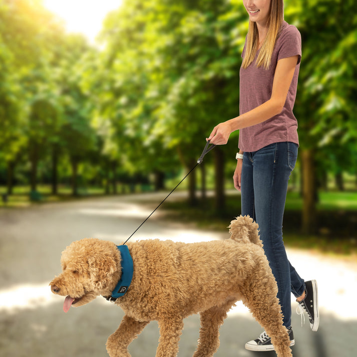Spares, Parts and Accessories RADDOG ALL-IN-ONE COLLAR LEASH ...